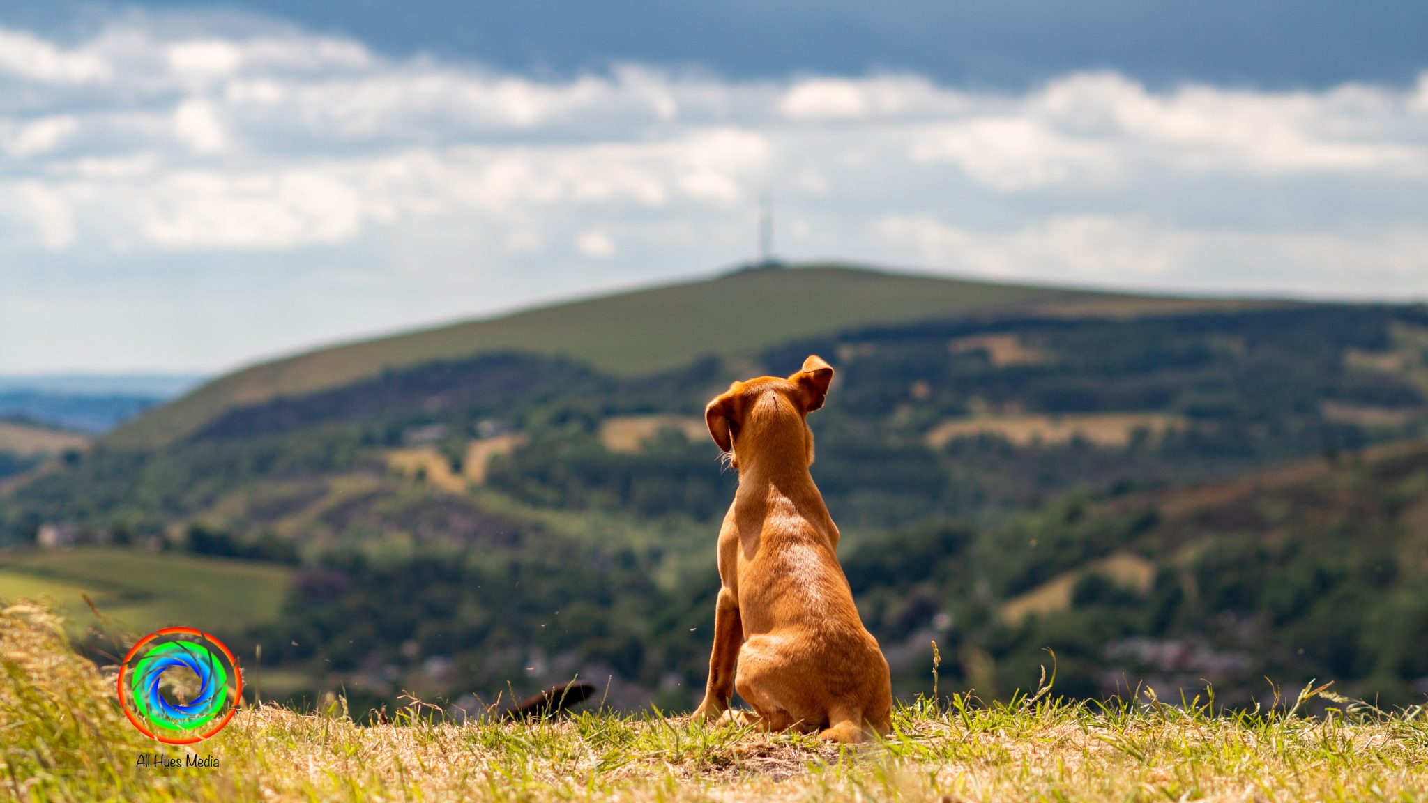 Photography – My Dog Field